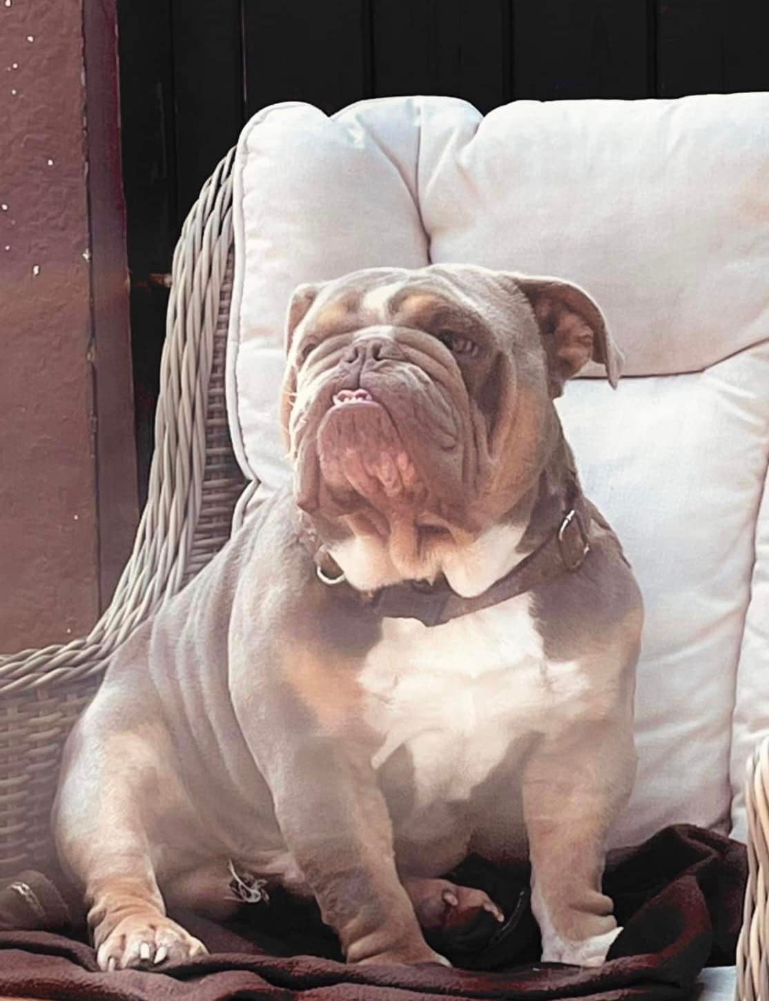 Bulldog Stud Preston | Preston's K9 Fertility Services | Lilac & Tan ...