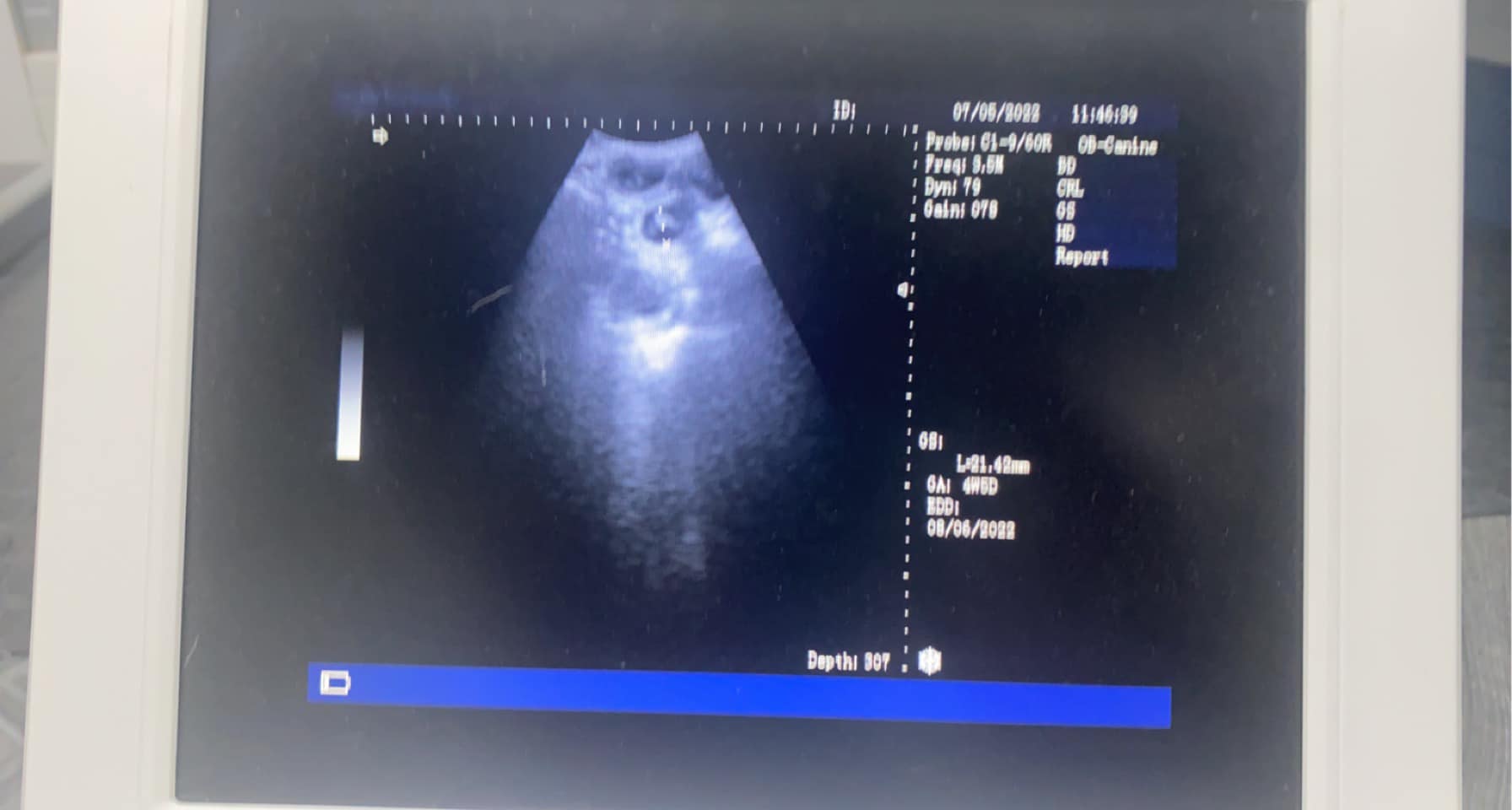 Puppy Scan Preston | Preston's K9 Fertility Services | Mobile or In Clinic