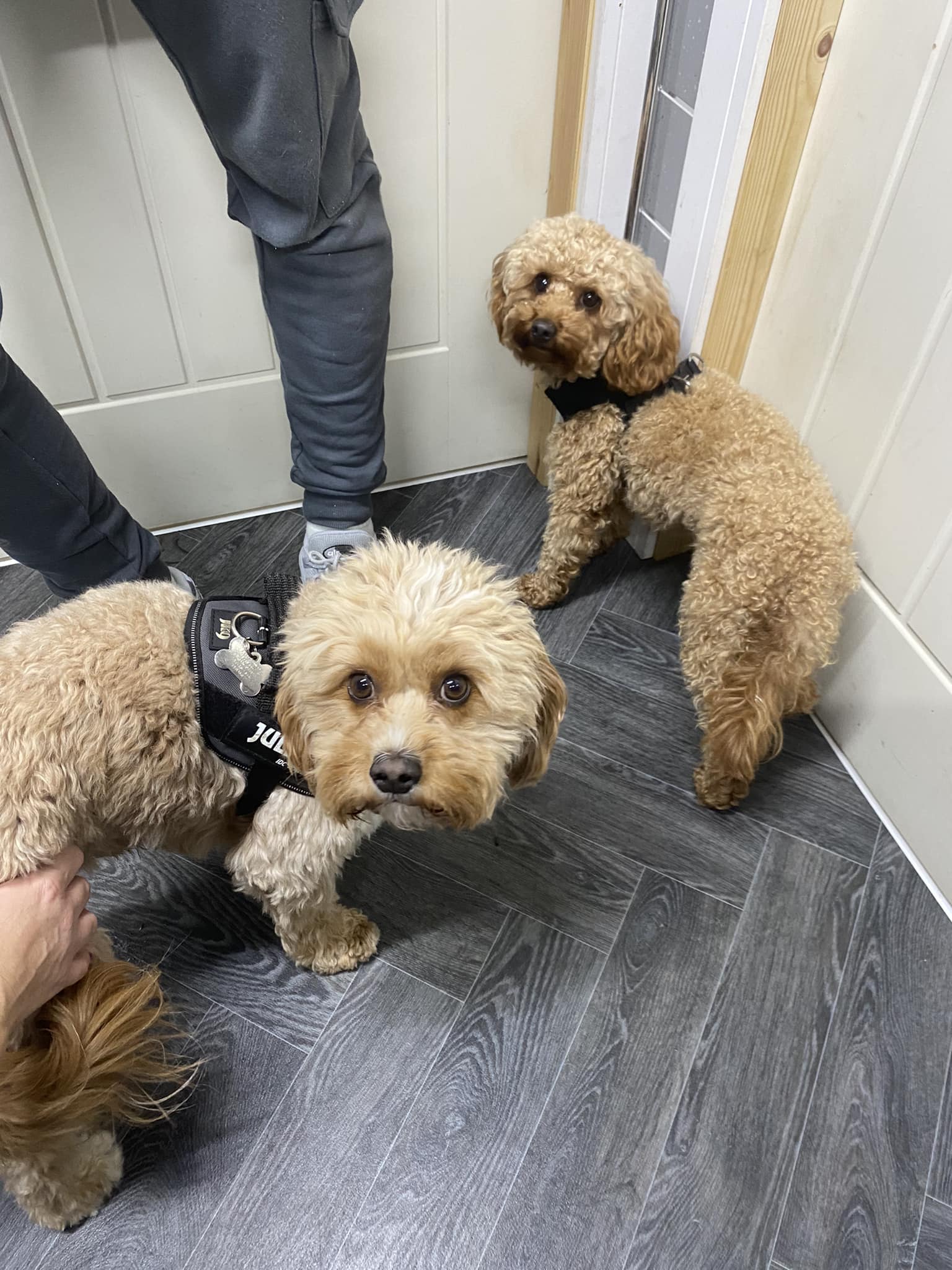 Cavapoo Mating Preston | Preston's K9 Fertility Services | Call Now