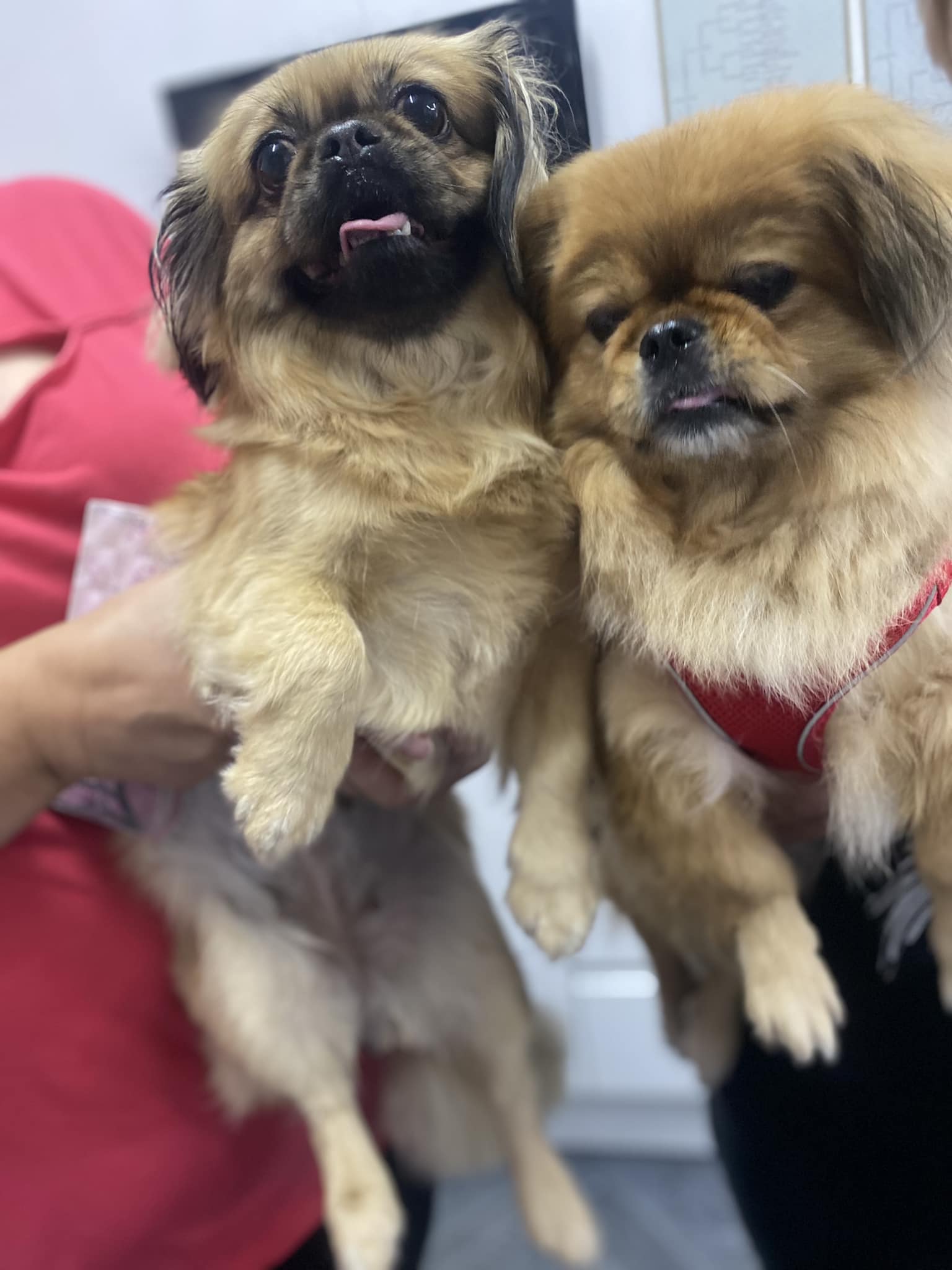 AI Mating Preston | Preston's K9 Fertility Services | Breeding