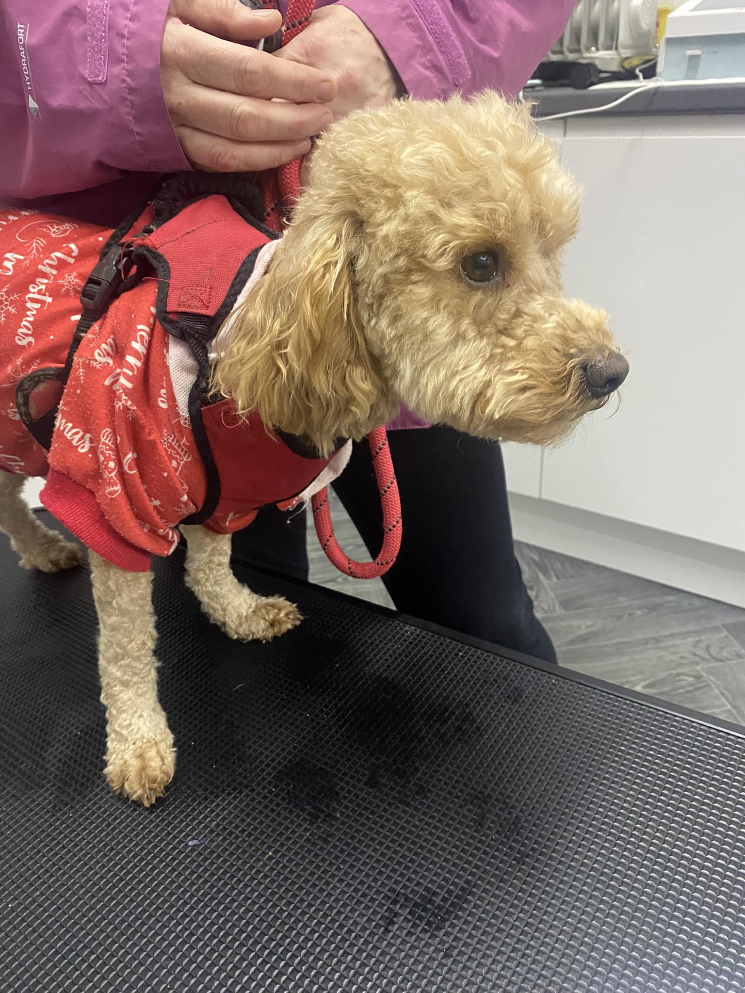 Dog Confirmation Ultrasound | Preston's K9 Fertility Services