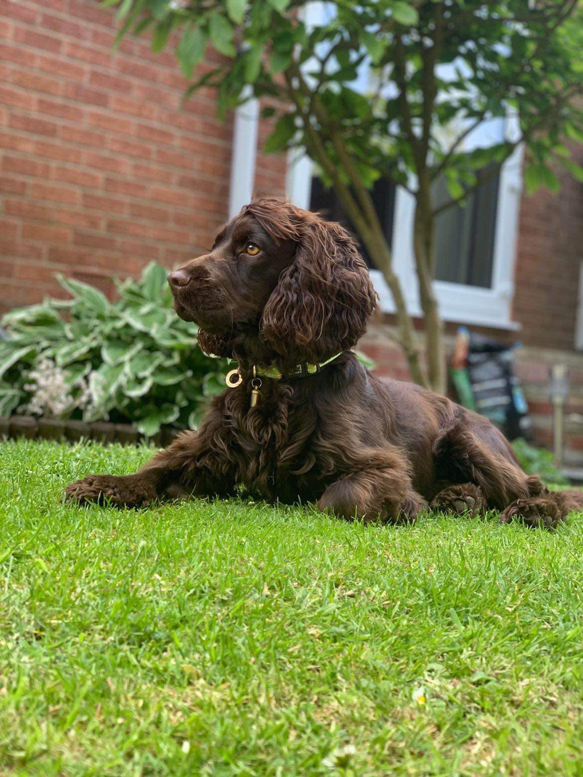 Cocker Spaniel Stud | Preston's K9 Fertility Services | Call Now