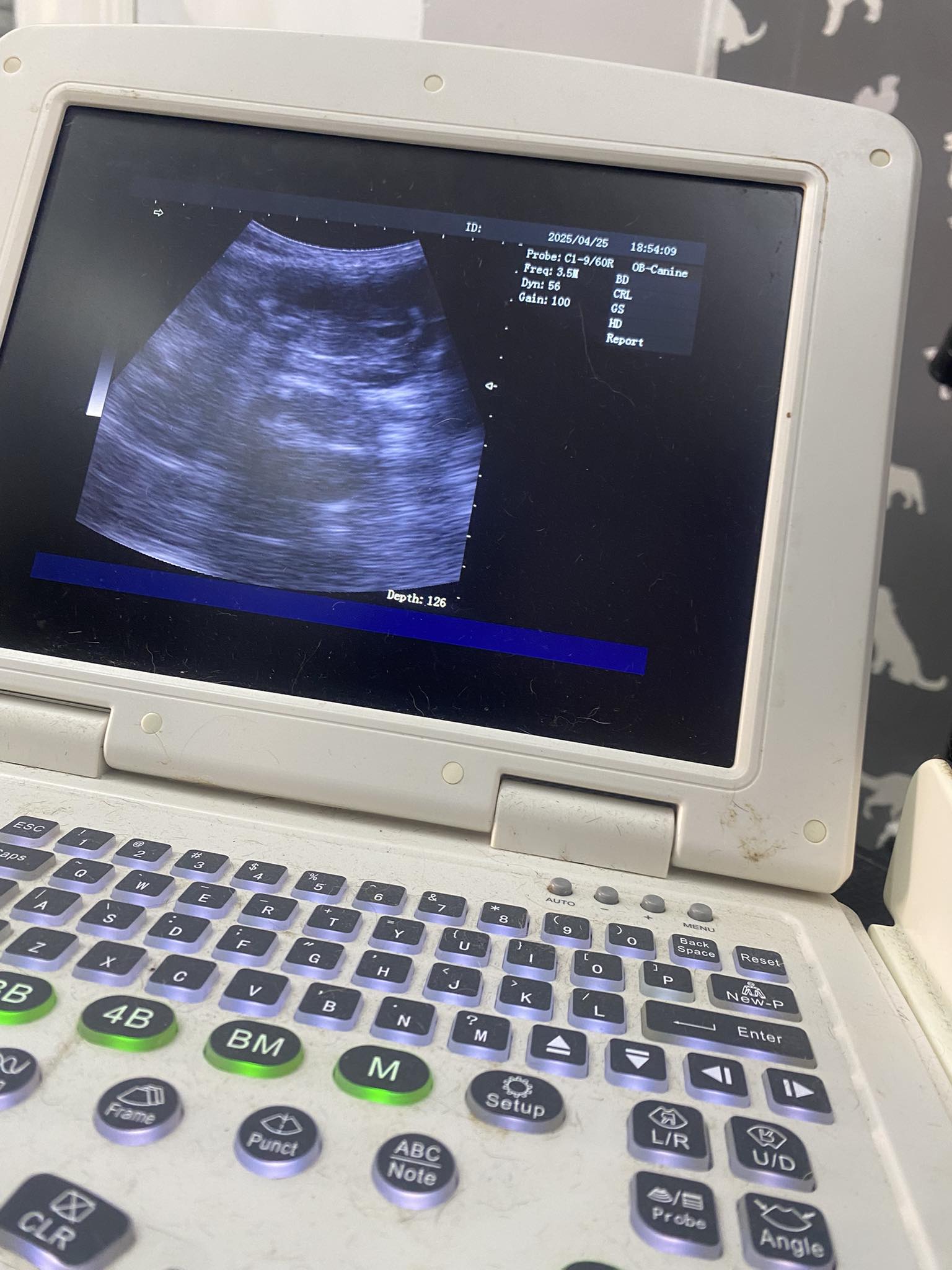 Dog Scan Lancaster | Preston's K9 Fertility Services | Call Now