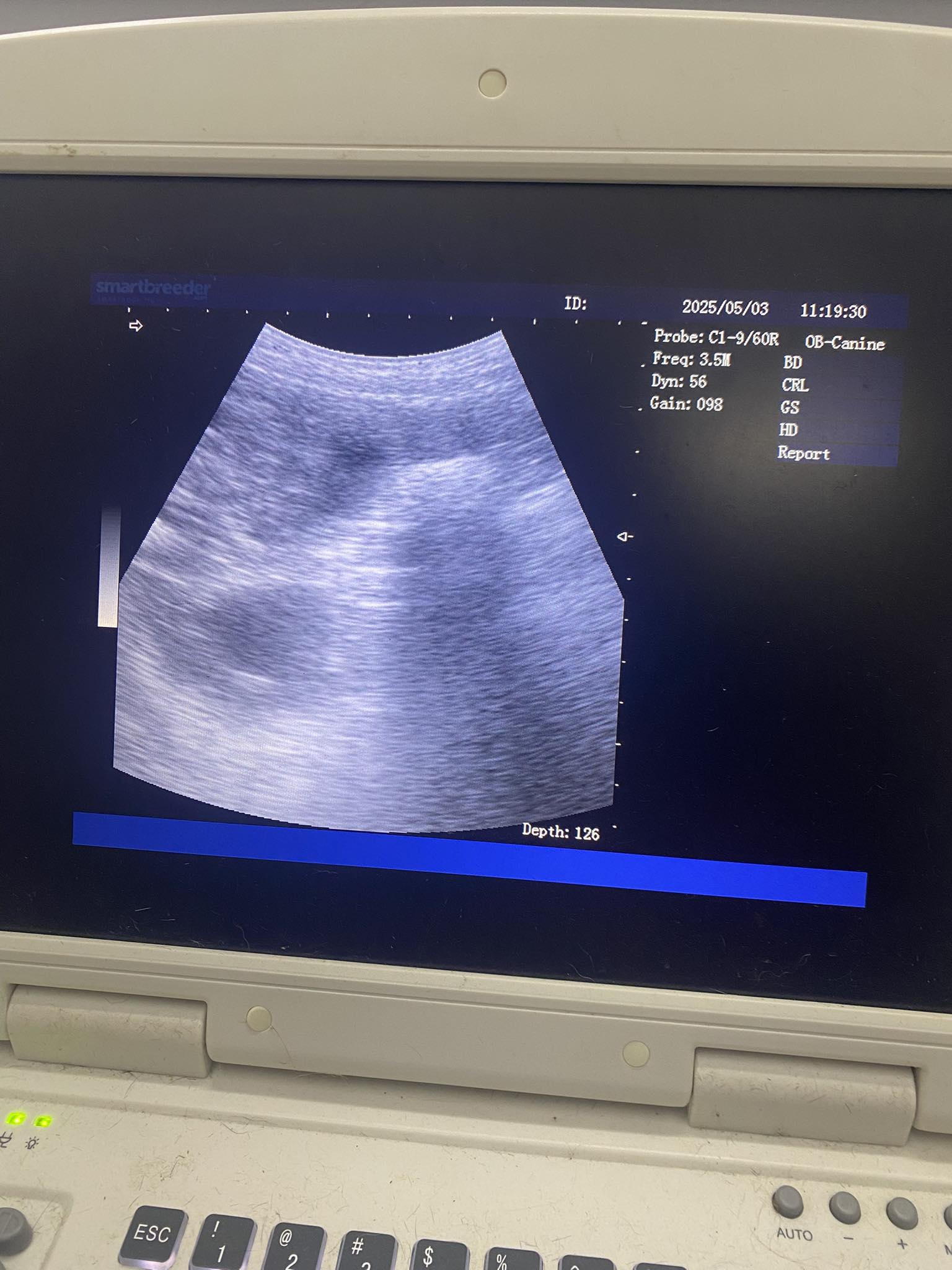 Dog Scan Blackpool | Preston's K9 Fertility Services | Call Now