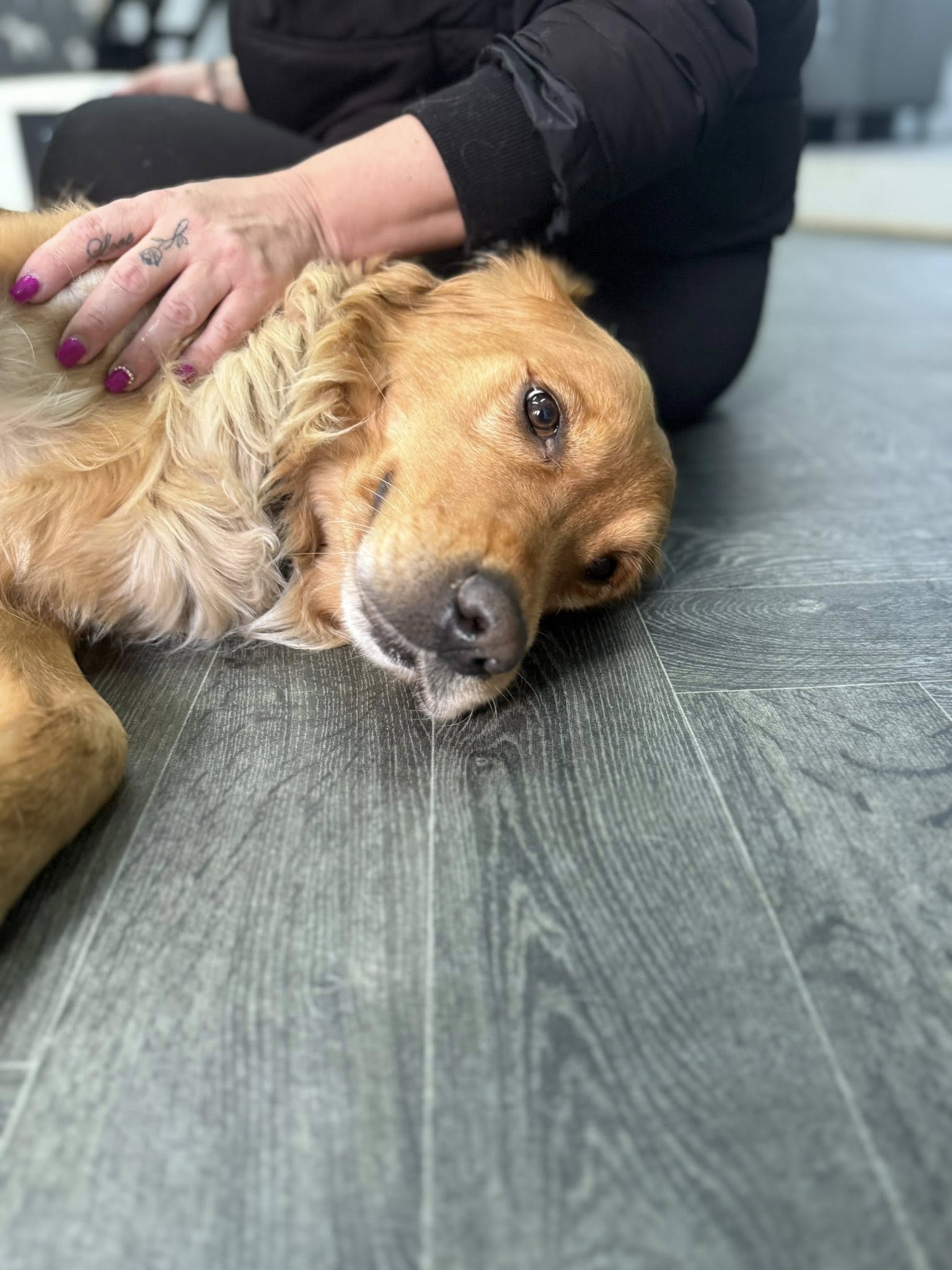 Dog Cytology Test Preston | Preston's K9 Fertility Services