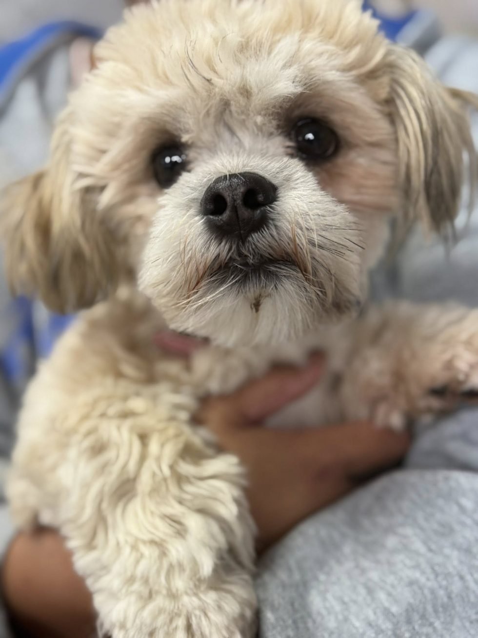 Dog Ultrasound Poulton-le-Fylde | Preston's K9 Fertility Services